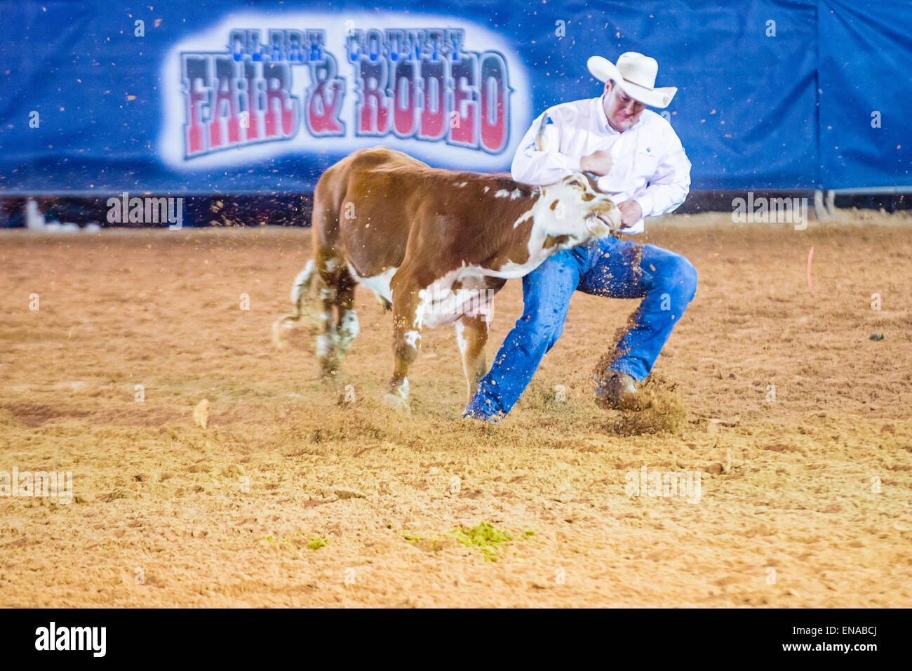 Cowboy Participating in a Steer wrestling Competition at the Clark ...