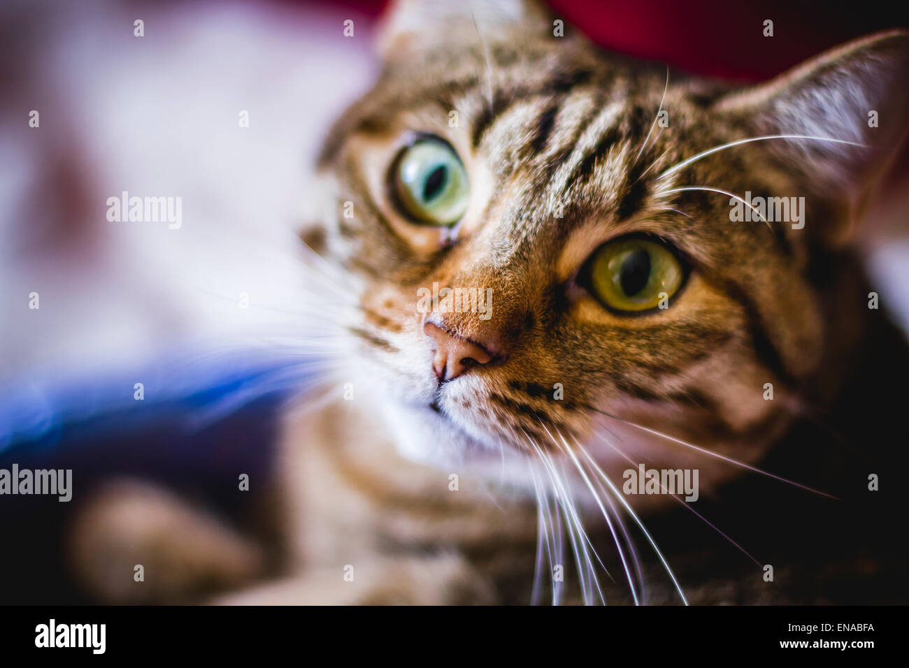 young common cat with soft skin Stock Photo - Alamy