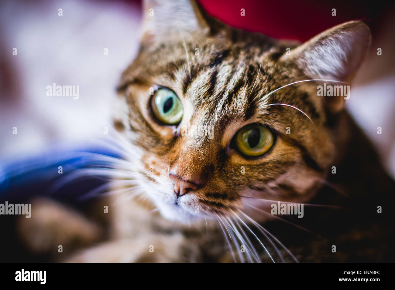 kitten, young common cat with soft skin Stock Photo - Alamy