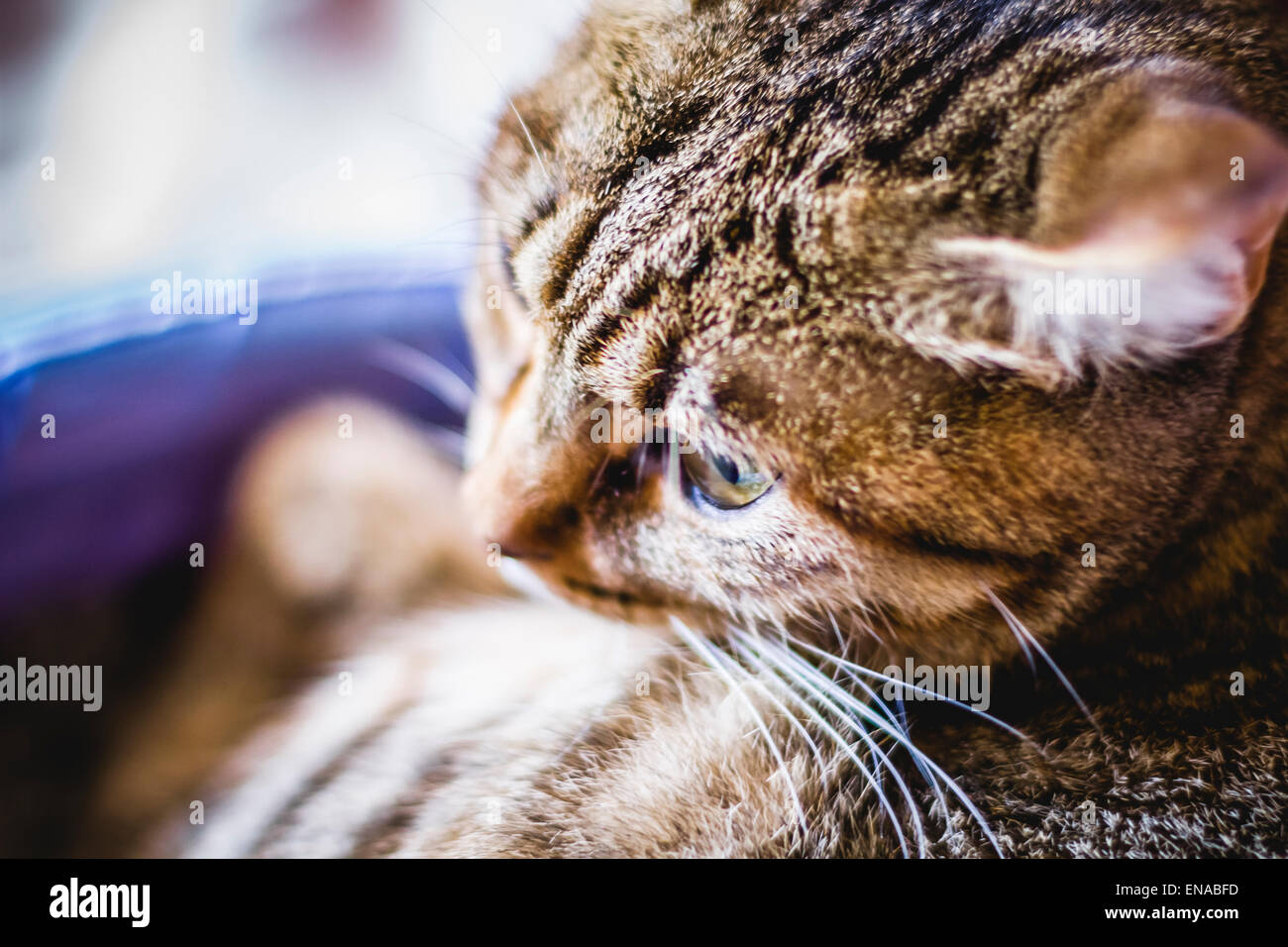 kitten, young common cat with soft skin Stock Photo - Alamy