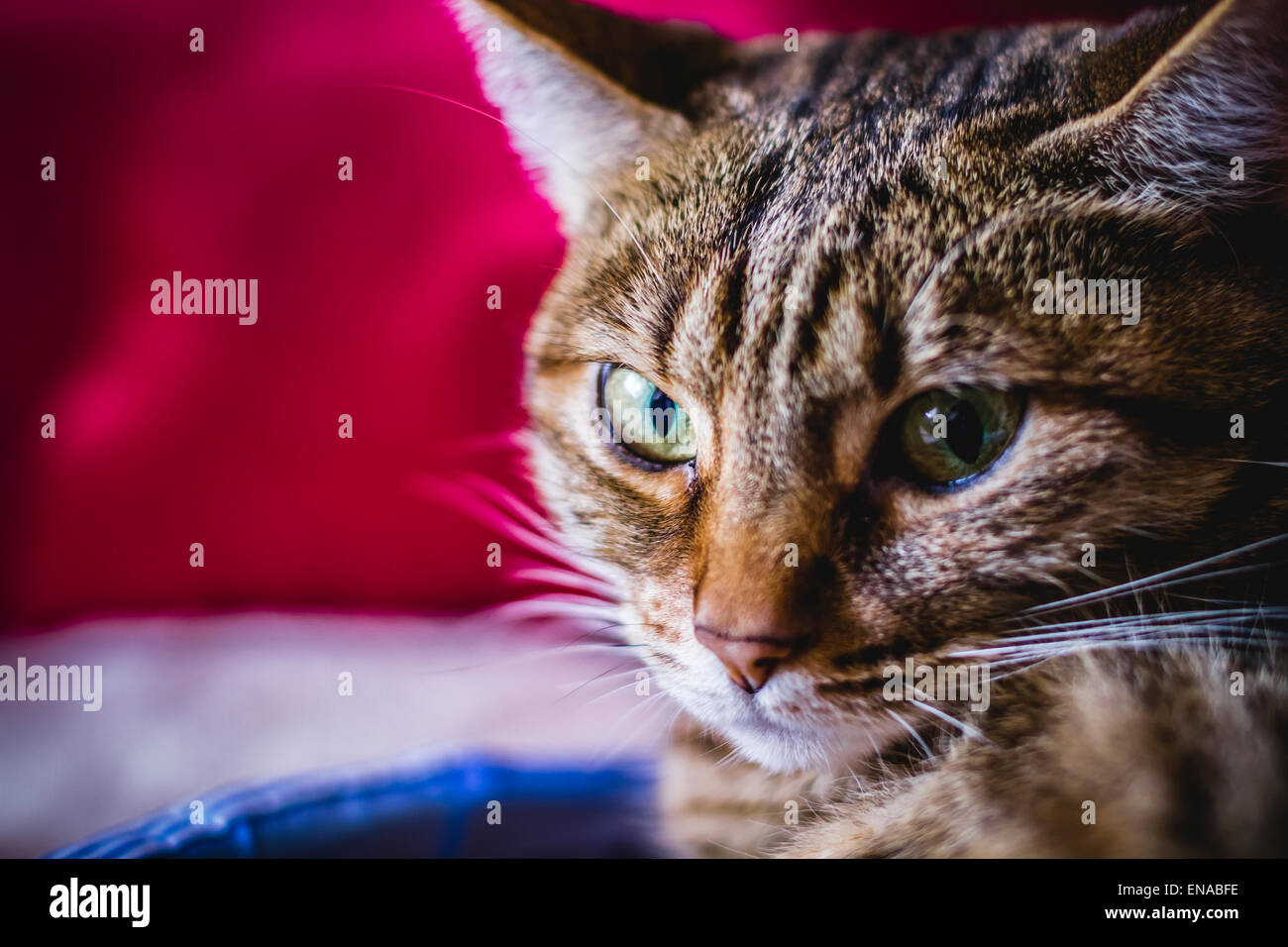 domestic young common cat with soft skin Stock Photo - Alamy