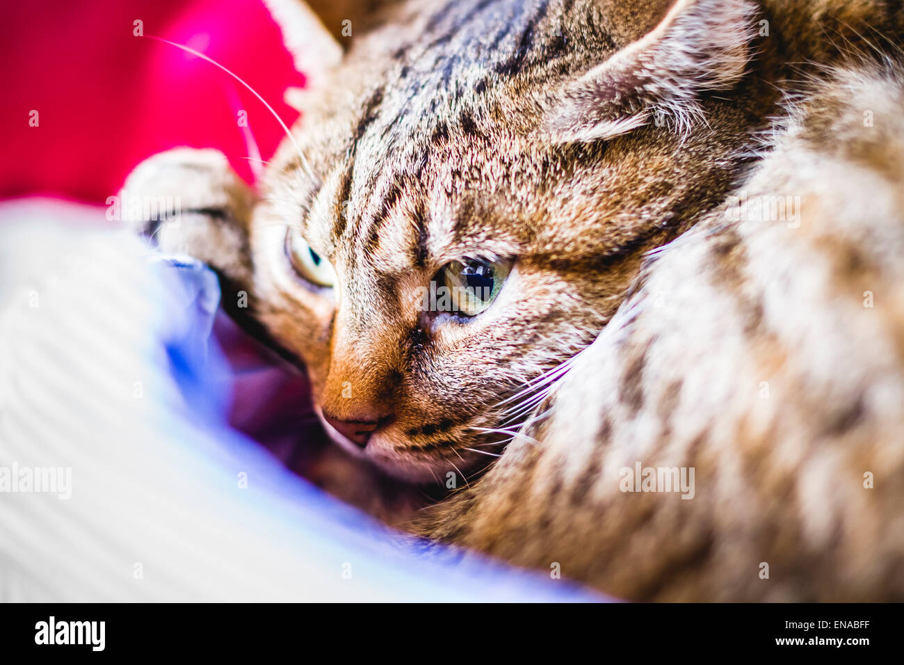young common cat with soft skin Stock Photo - Alamy