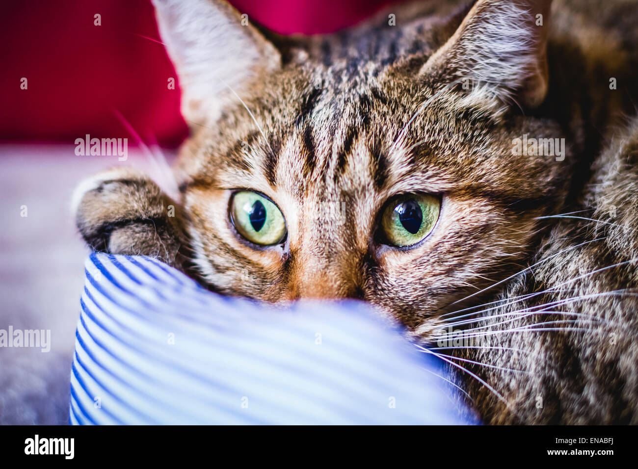 young common cat with soft skin Stock Photo - Alamy