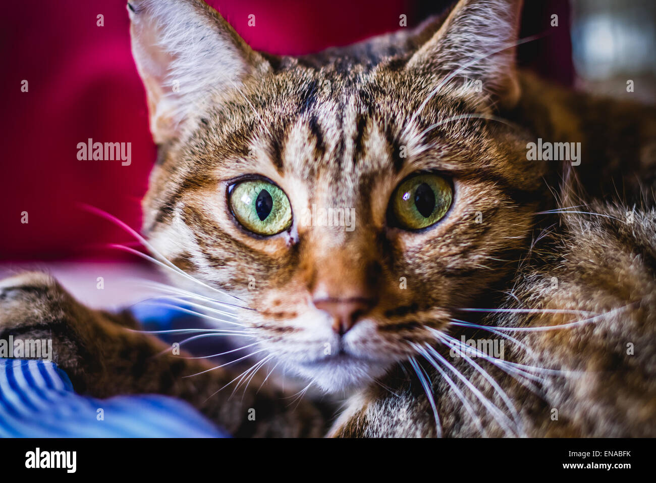 young common cat with soft skin Stock Photo - Alamy