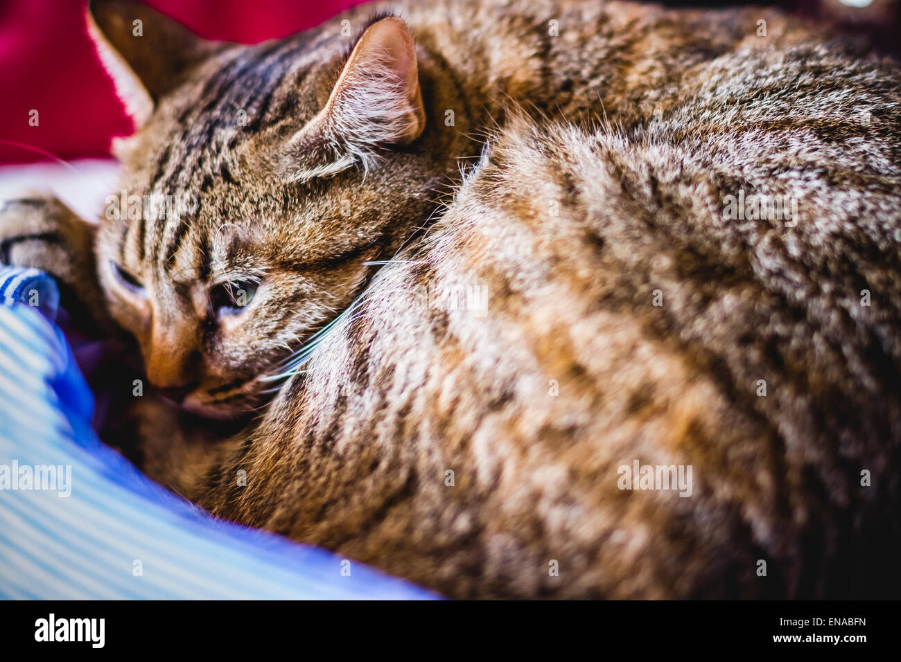 young common cat with soft skin Stock Photo - Alamy