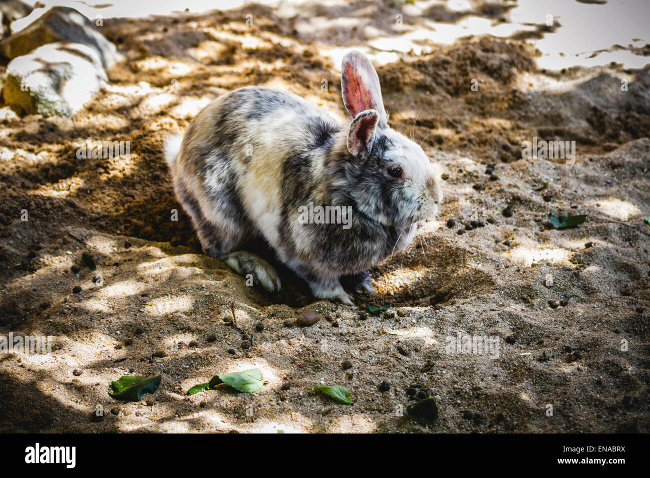 Rabbit, small mammal in a zoo park Stock Photo - Alamy