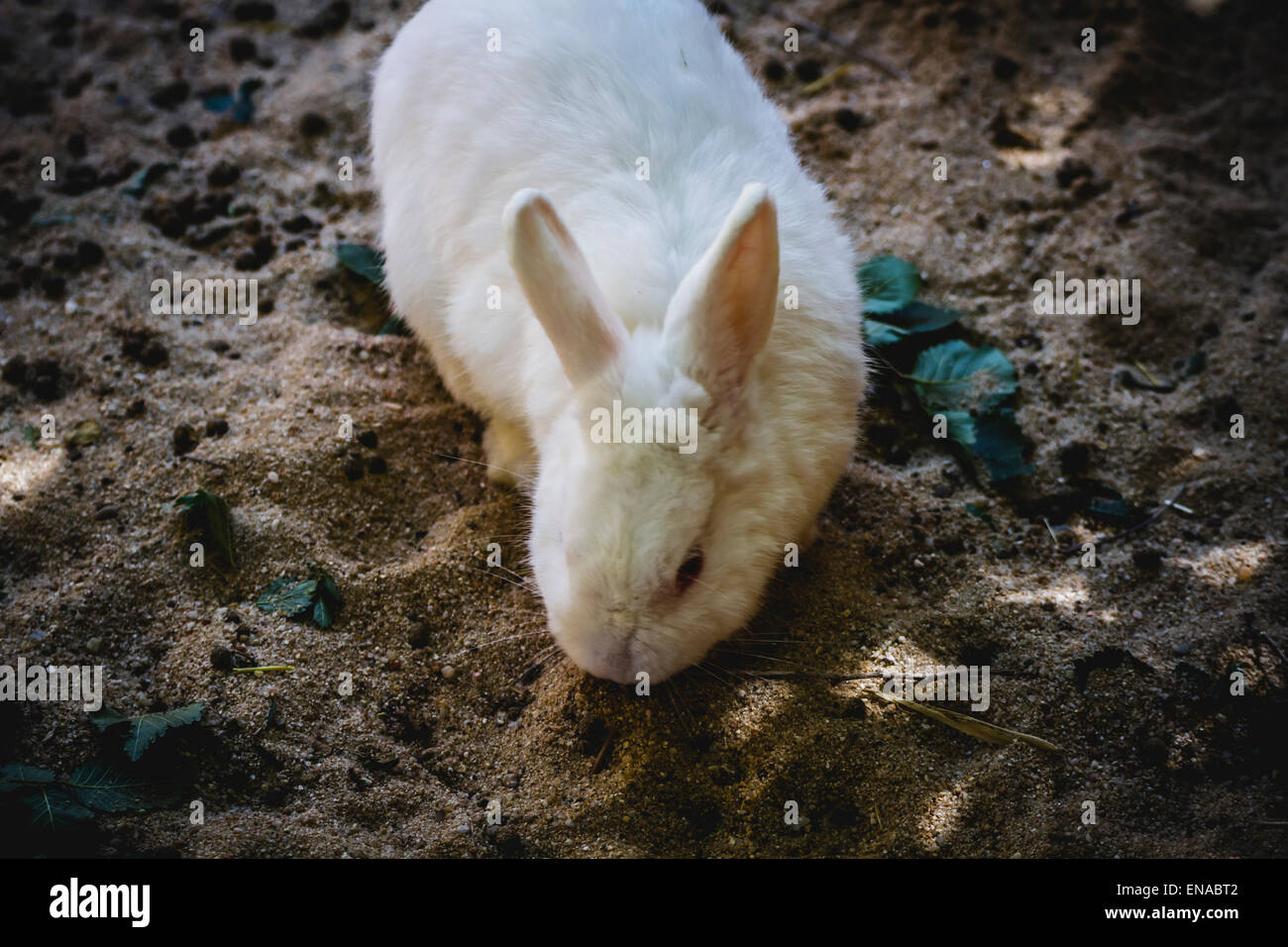 Spring, Rabbit, small mammal in a zoo park Stock Photo - Alamy