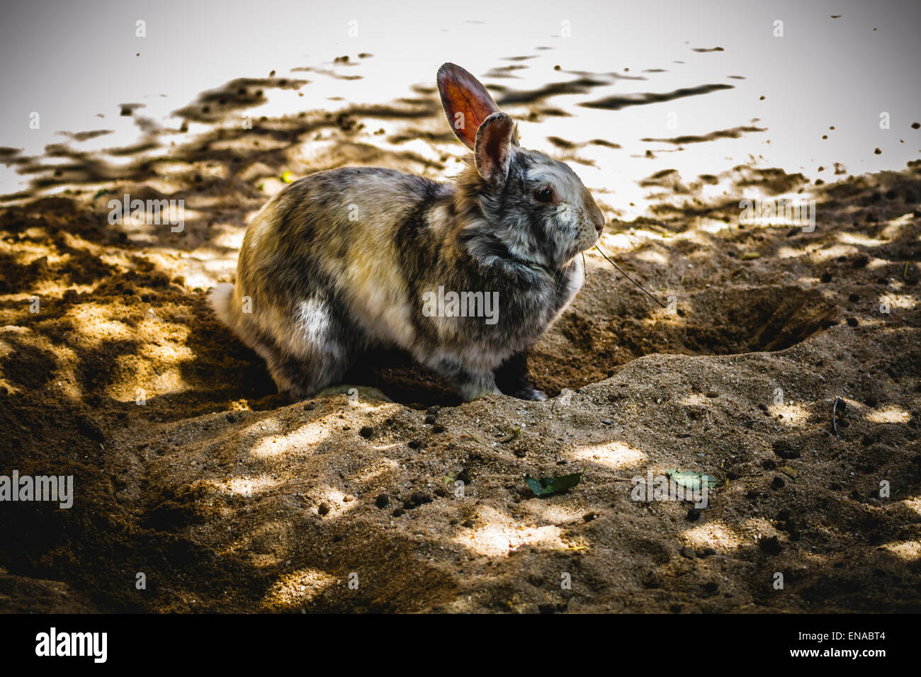 Rabbit, small mammal in a zoo park Stock Photo - Alamy