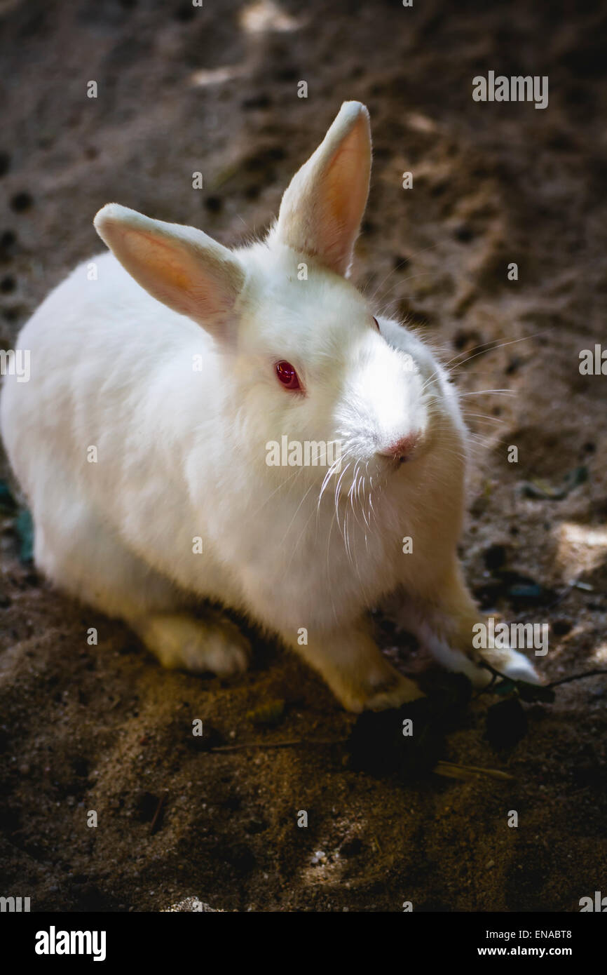 Rabbit, small mammal in a zoo park Stock Photo - Alamy