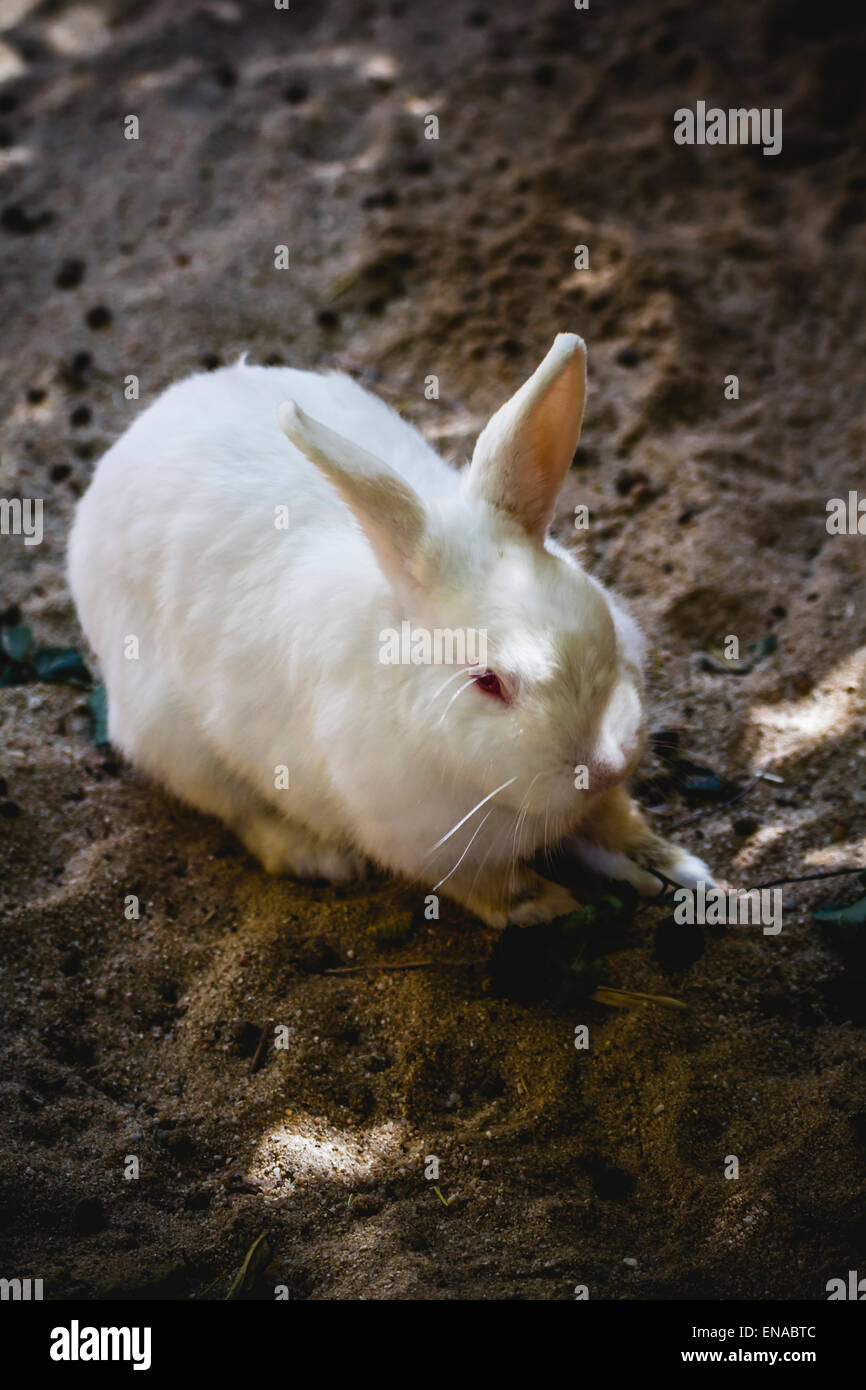 Rabbit, small mammal in a zoo park Stock Photo - Alamy