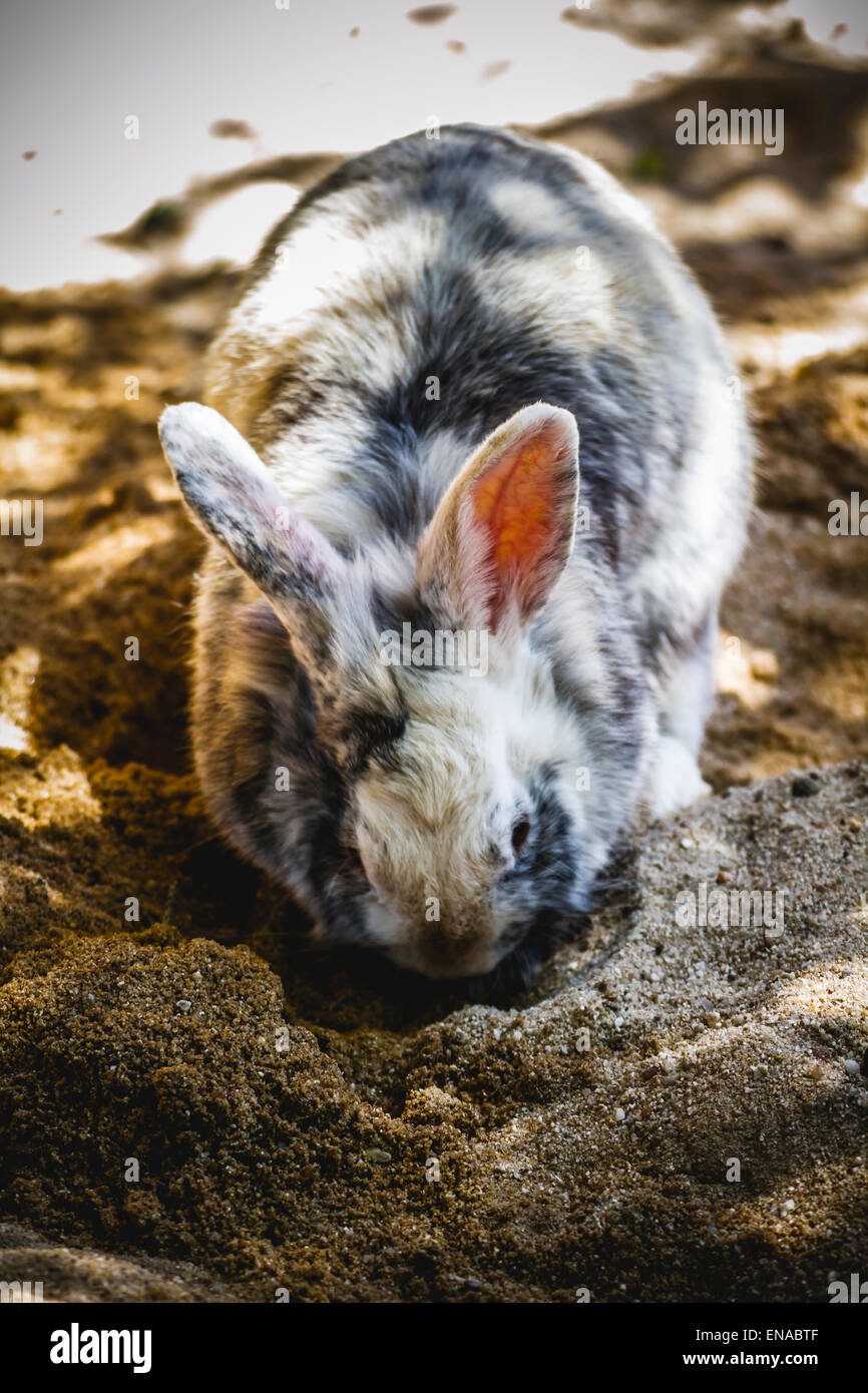 Rabbit, small mammal in a zoo park Stock Photo - Alamy