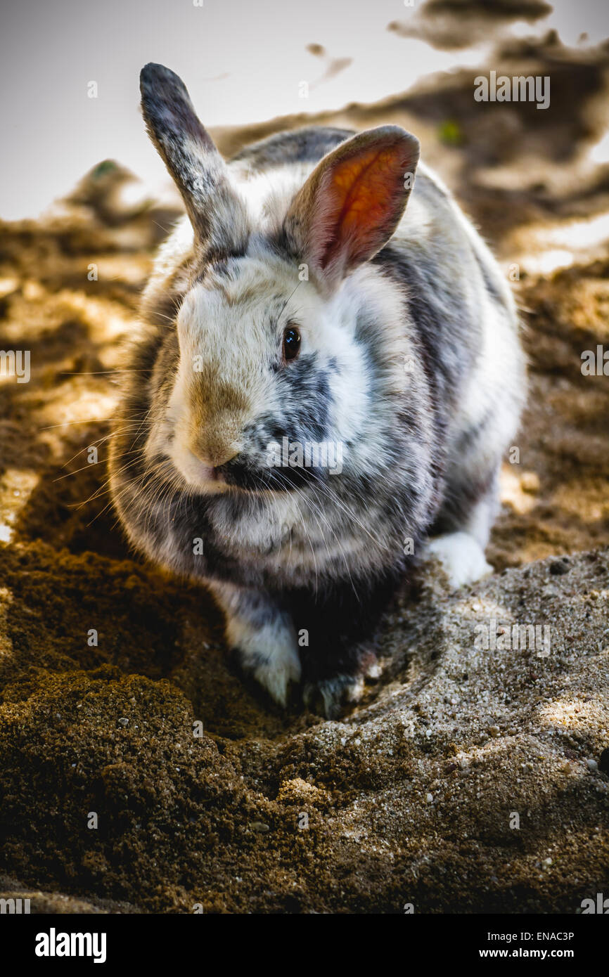 Rabbit, small mammal in a zoo park Stock Photo - Alamy
