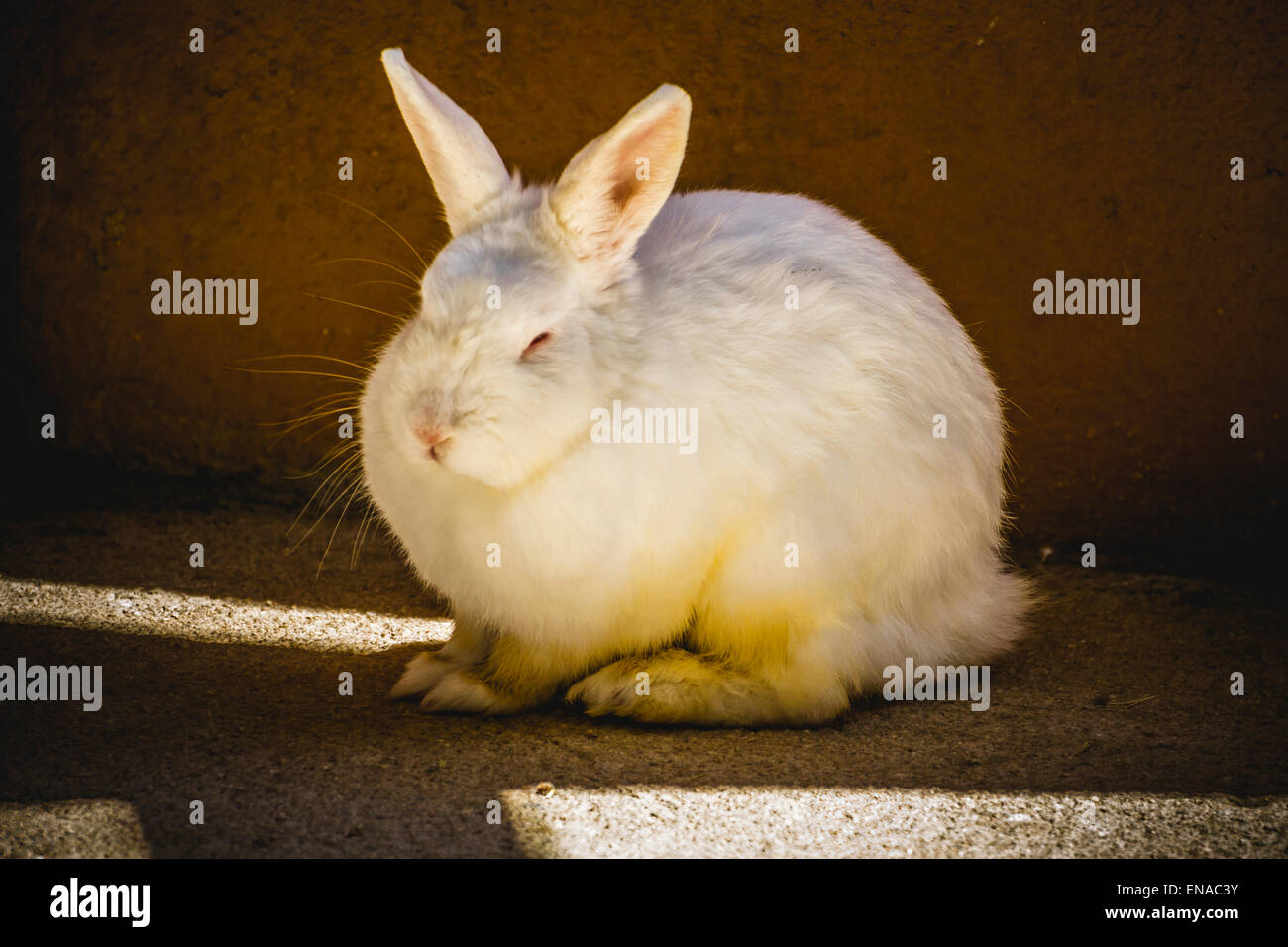 Fluffy Rabbit, small mammal in a zoo park Stock Photo - Alamy