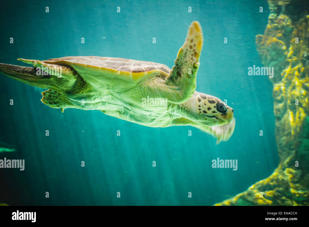 Green sea turtle swimming next to scuba diver hi-res stock photography ...