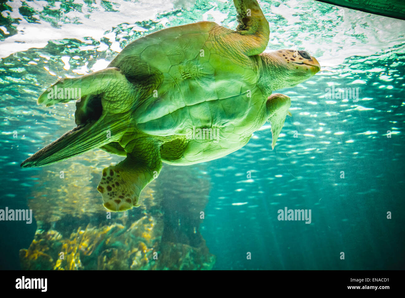 mediterranean, huge sea turtle underwater next to coral reef Stock ...