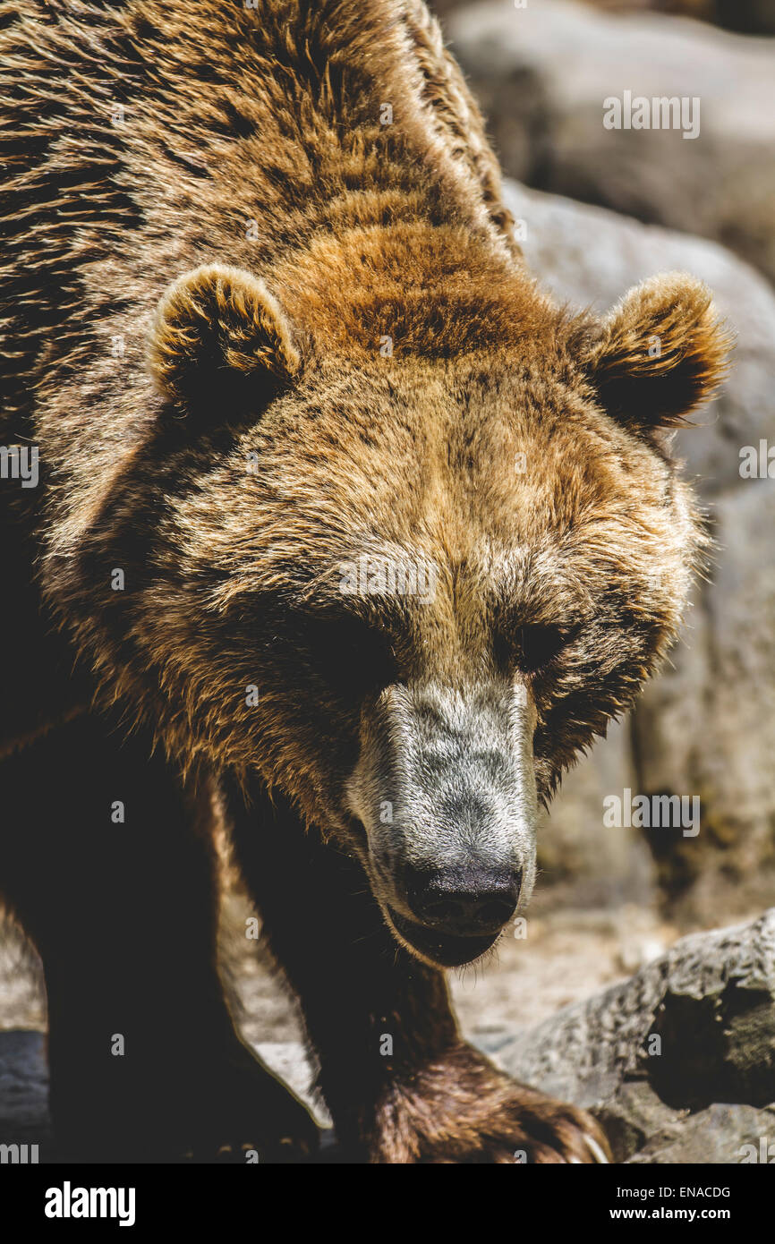 wild Predator, beautiful and furry brown bear, mammal Stock Photo - Alamy