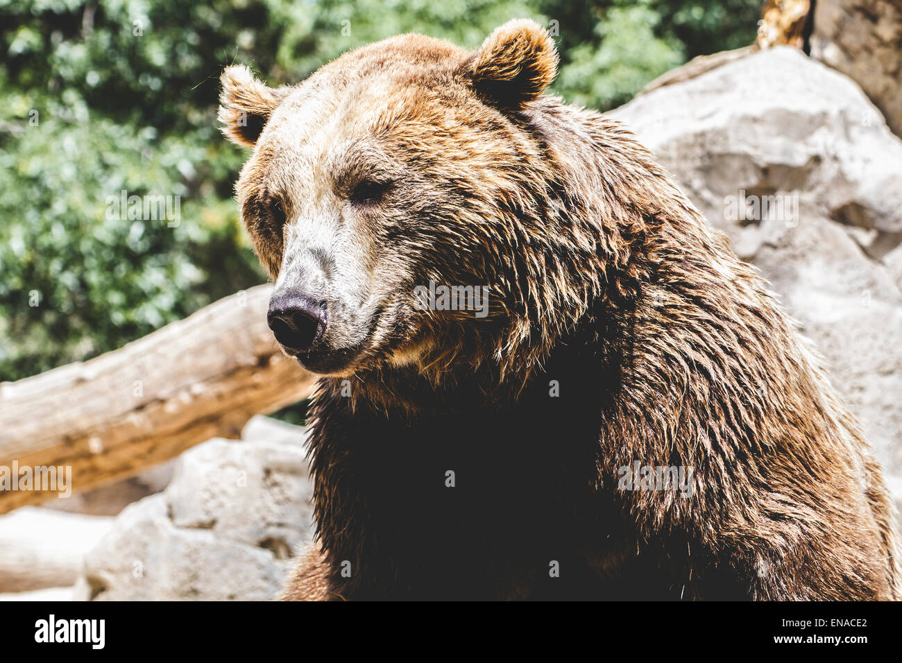predator, Spanish powerful brown bear, huge and strong wild animal ...