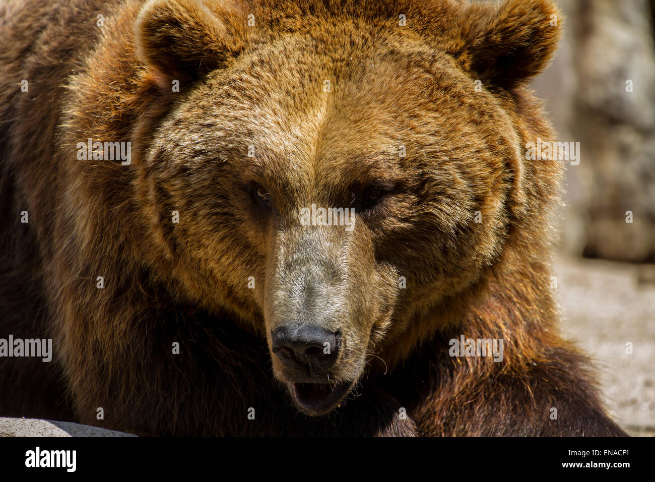wildlife, Spanish powerful brown bear, huge and strong wild animal ...