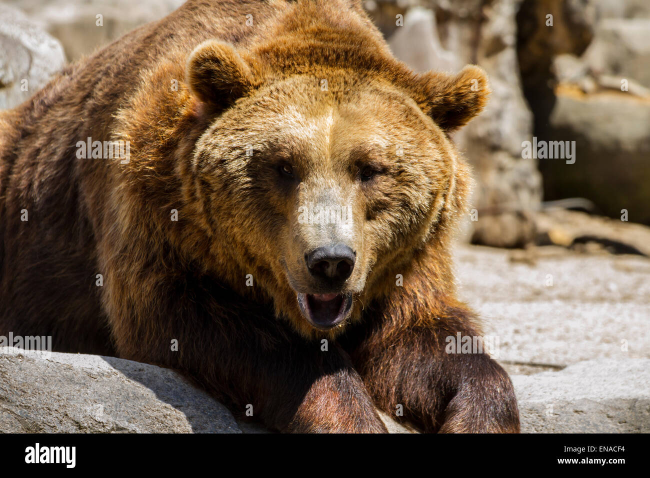 Predator, beautiful and furry brown bear, mammal Stock Photo - Alamy