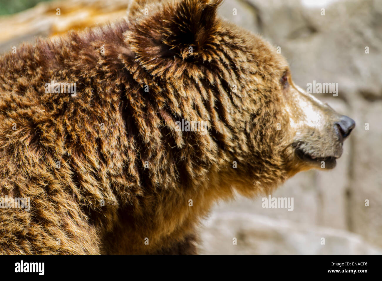 Spanish powerful brown bear, huge and strong wild animal Stock Photo ...