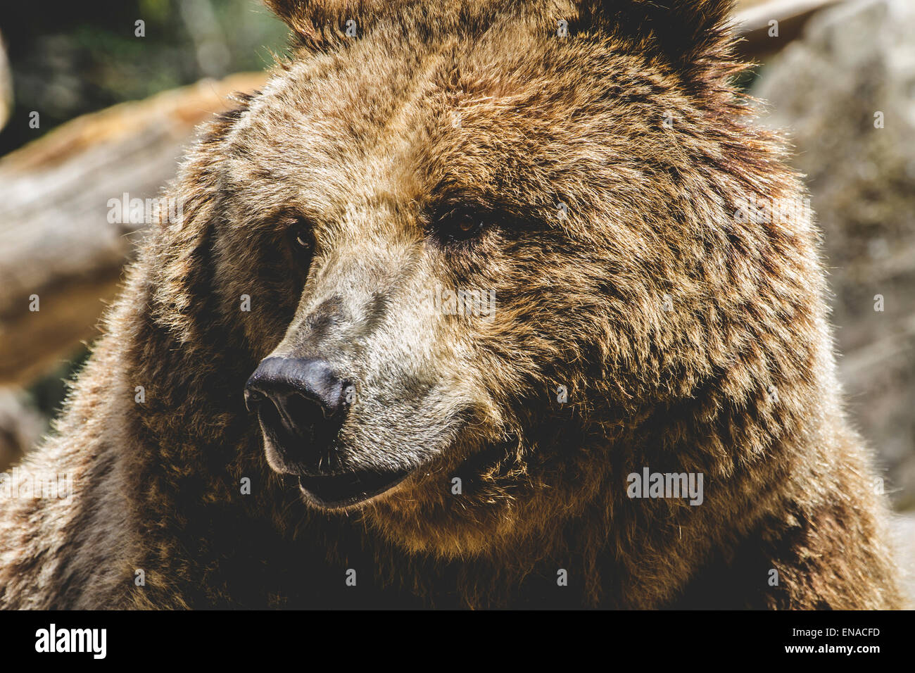 Spanish powerful brown bear, huge and strong wild animal Stock Photo ...