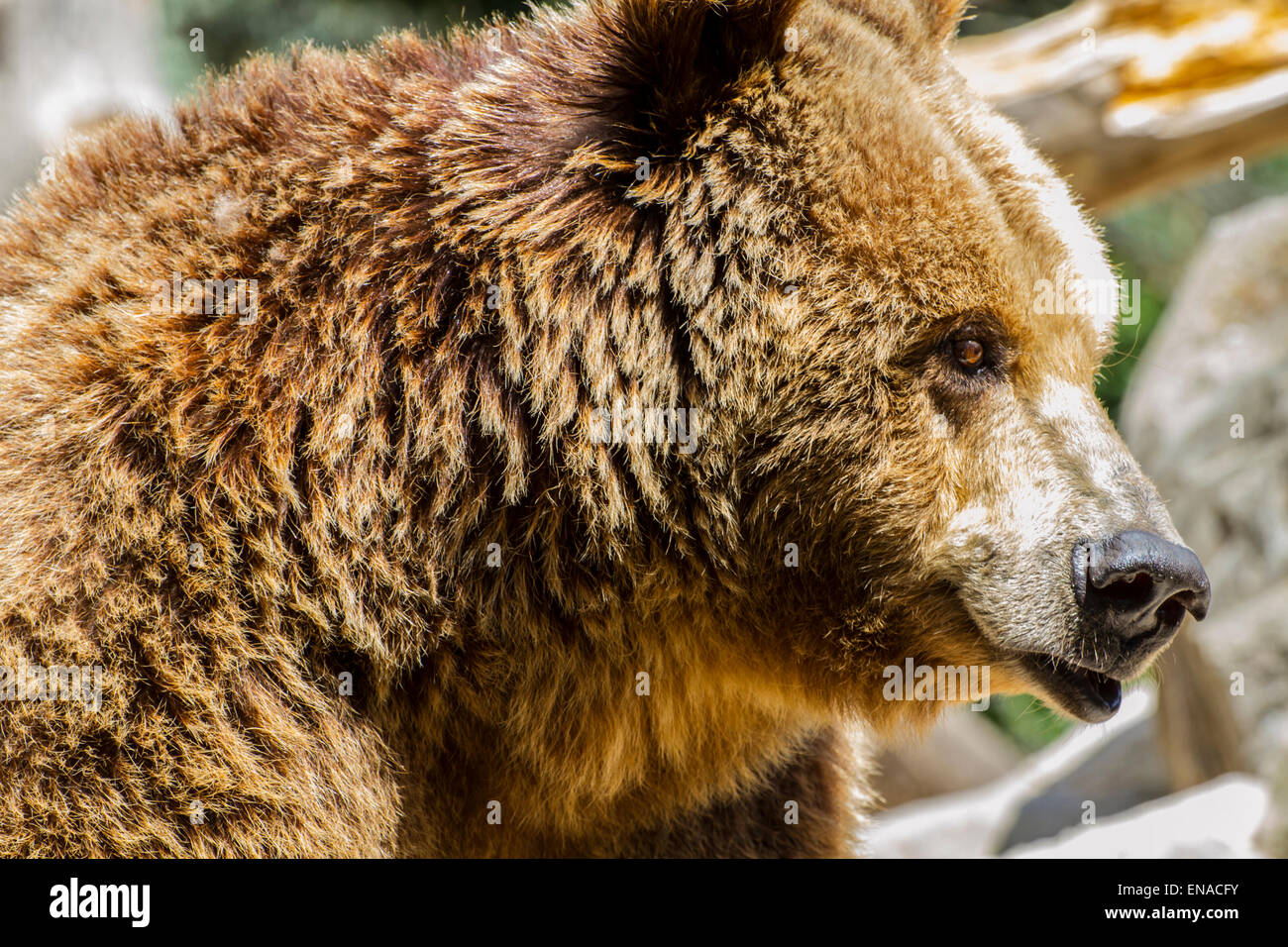 Spanish powerful brown bear, huge and strong wild animal Stock Photo ...