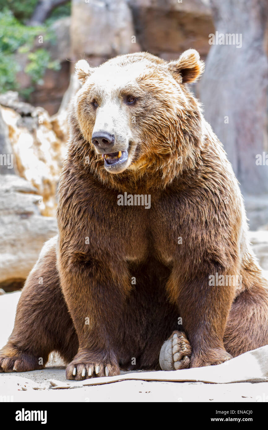 beautiful and furry brown bear Stock Photo - Alamy