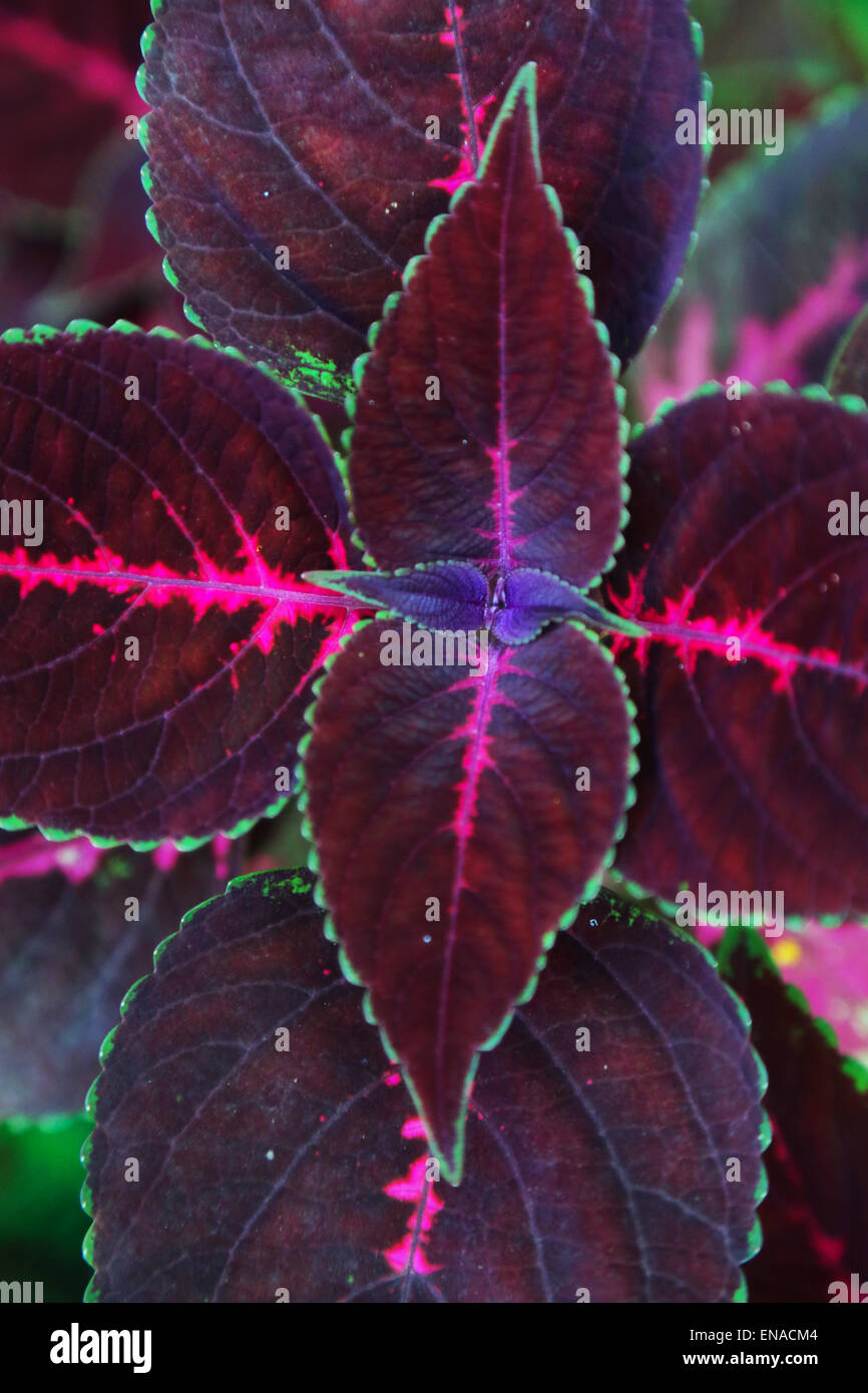 Coleus red plant hi-res stock photography and images - Alamy