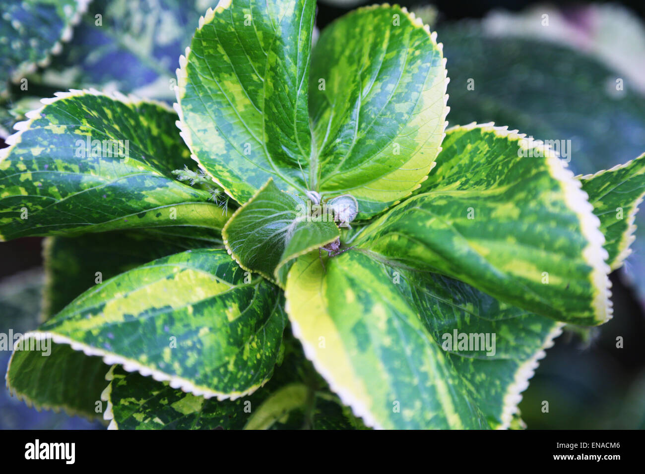 Coleus plant leaves hi-res stock photography and images - Alamy