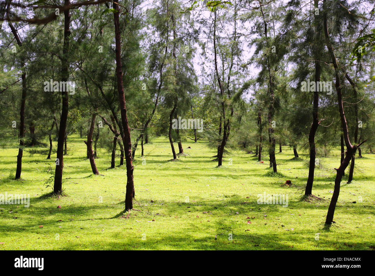 Trees in woods with green grass land Stock Photo - Alamy