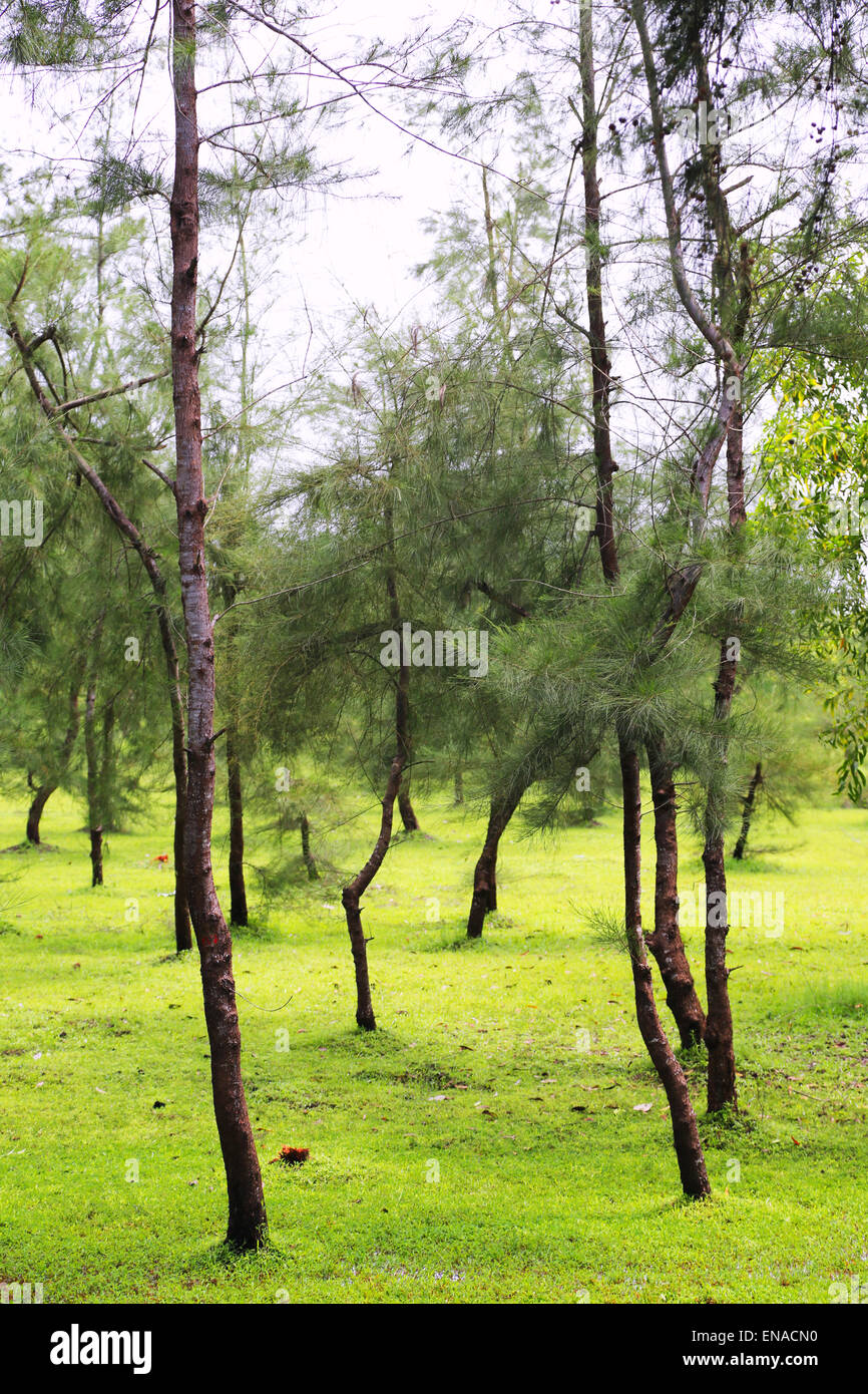 Trees in woods with green grass land Stock Photo - Alamy