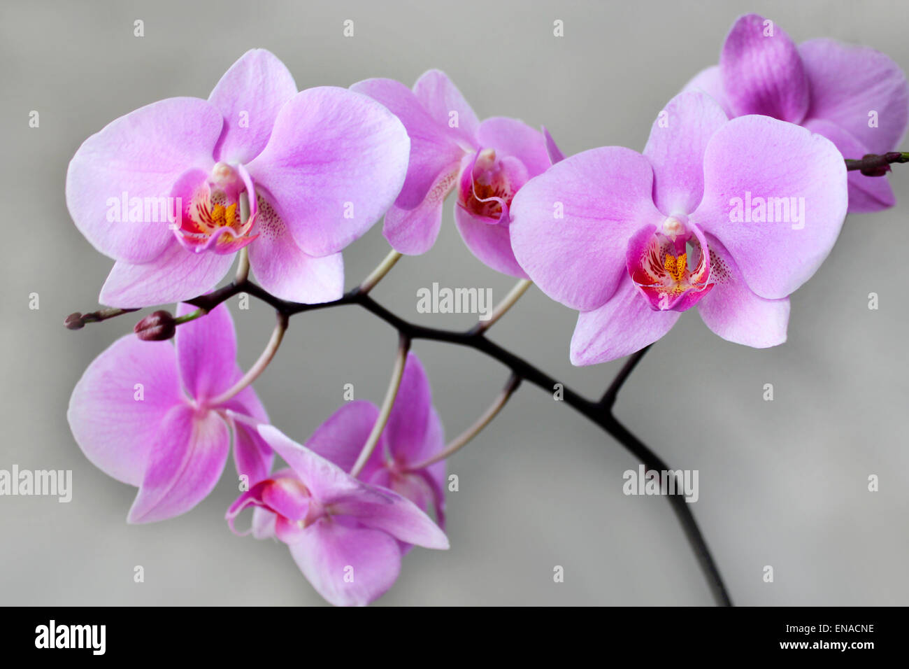 Grey orchid hi-res stock photography and images - Alamy