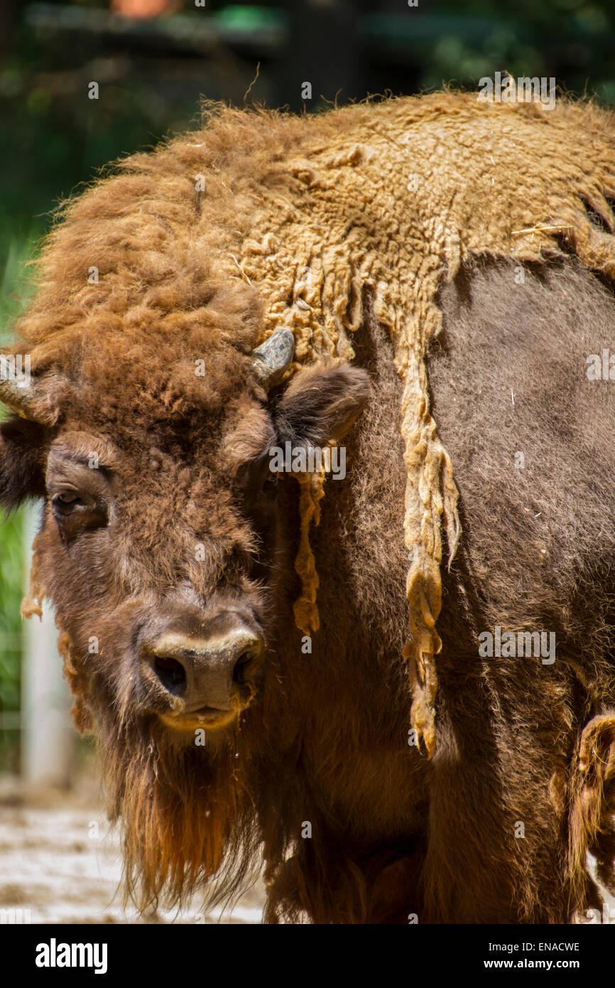 great and mighty bison, america Stock Photo - Alamy