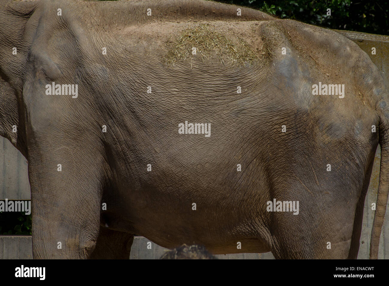 huge and powerful African elephant, skin detail Stock Photo - Alamy