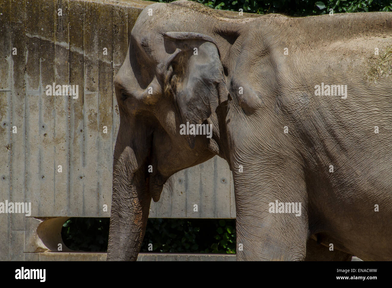 huge and powerful African elephant Stock Photo - Alamy