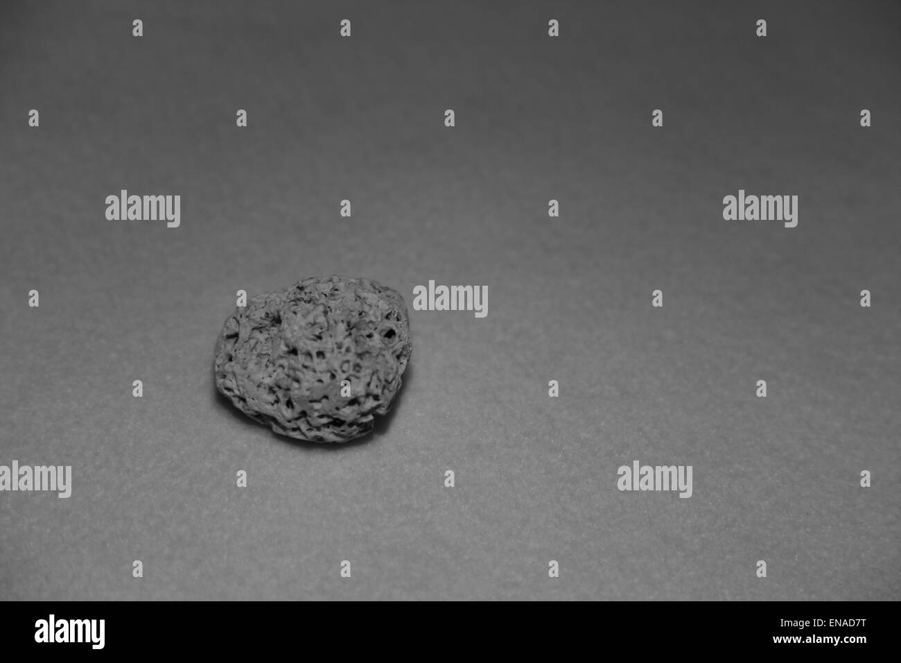 A naturally perforated chalk pebble - found on the beach in Norfolk ...