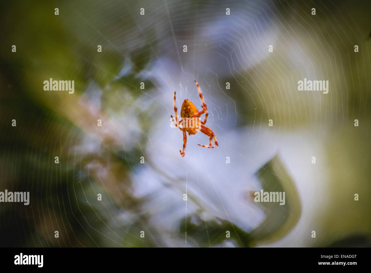 strings, orange spider in the center of a spider web Stock Photo - Alamy