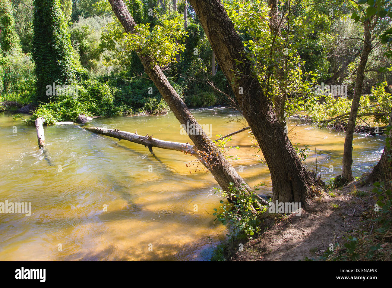 Fallen tree on the river, alberche riverbank in Toledo, Castilla La ...