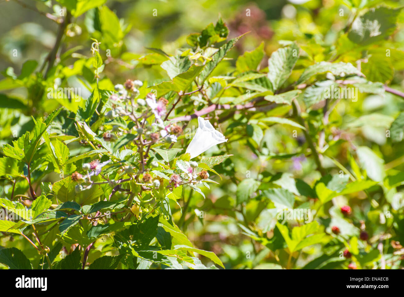 berries on a bush near the river alberche in Spain Stock Photo - Alamy