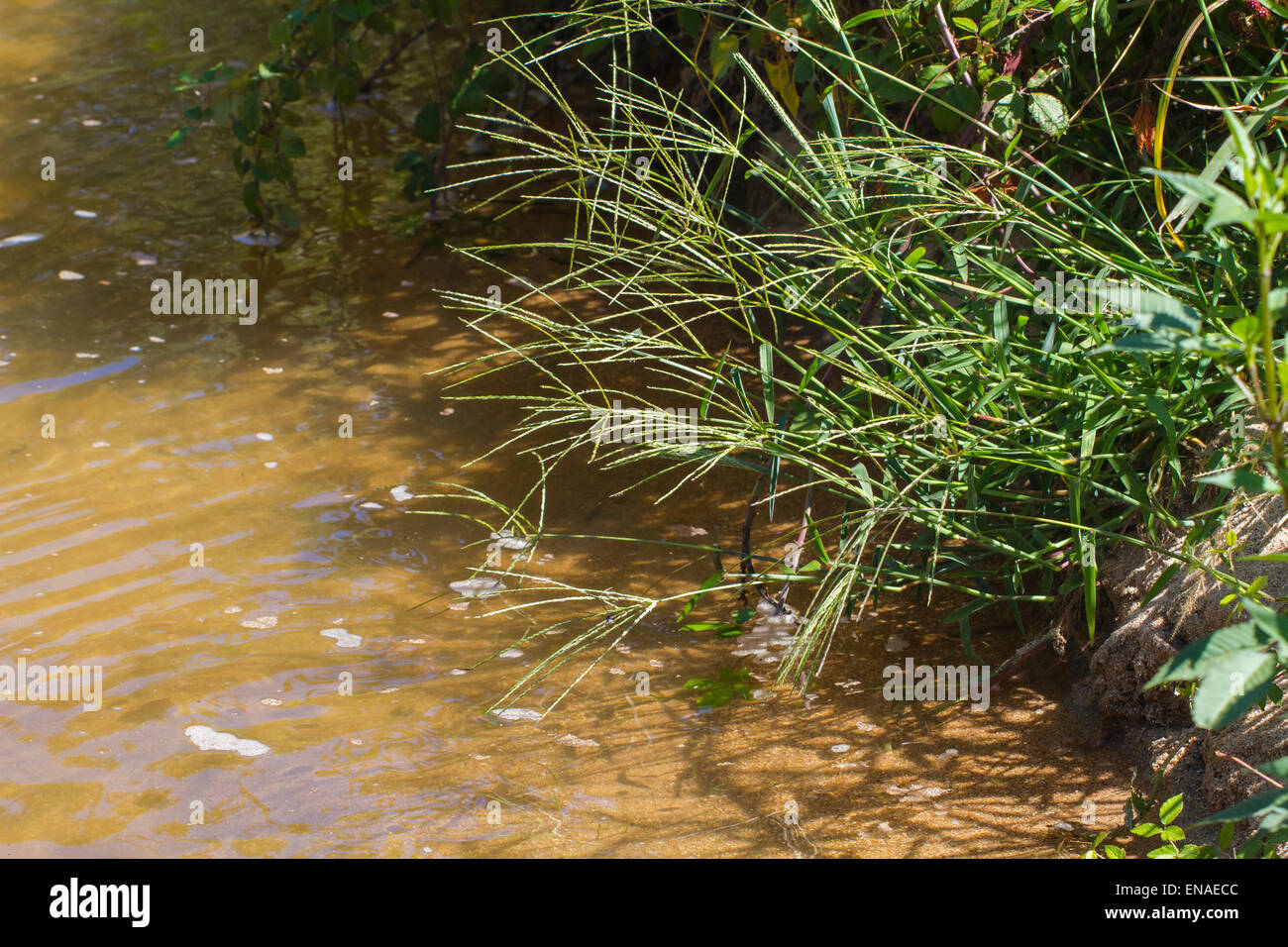 trees along the river alberche in Spain Stock Photo - Alamy