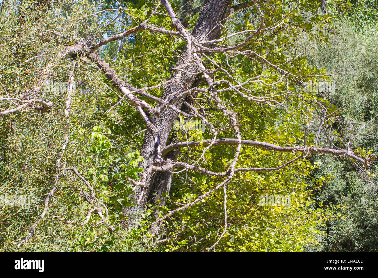 trees along the river alberche in Spain Stock Photo - Alamy