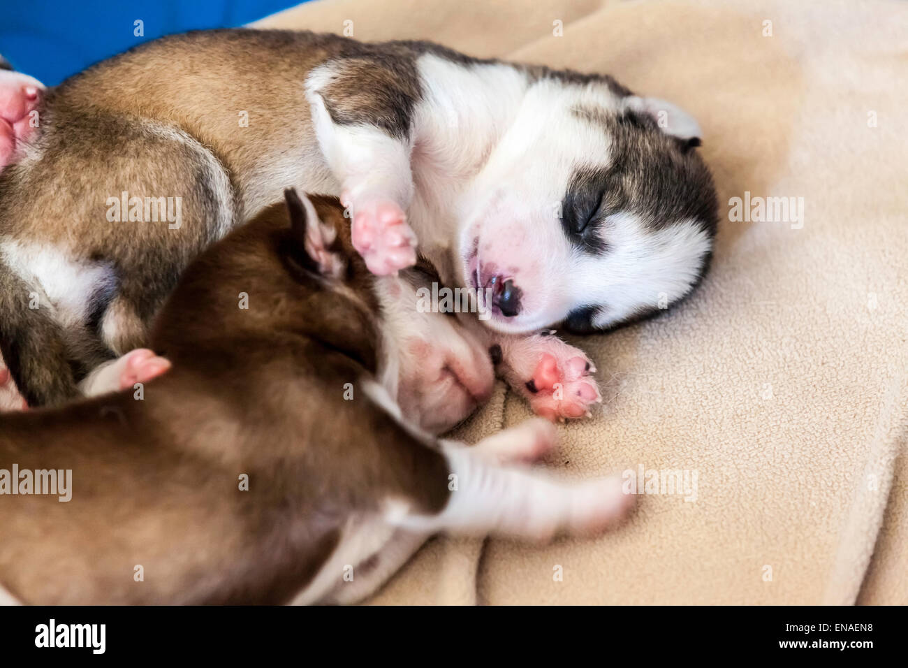 Two New Husky Puppies sleeping Stock Photo - Alamy