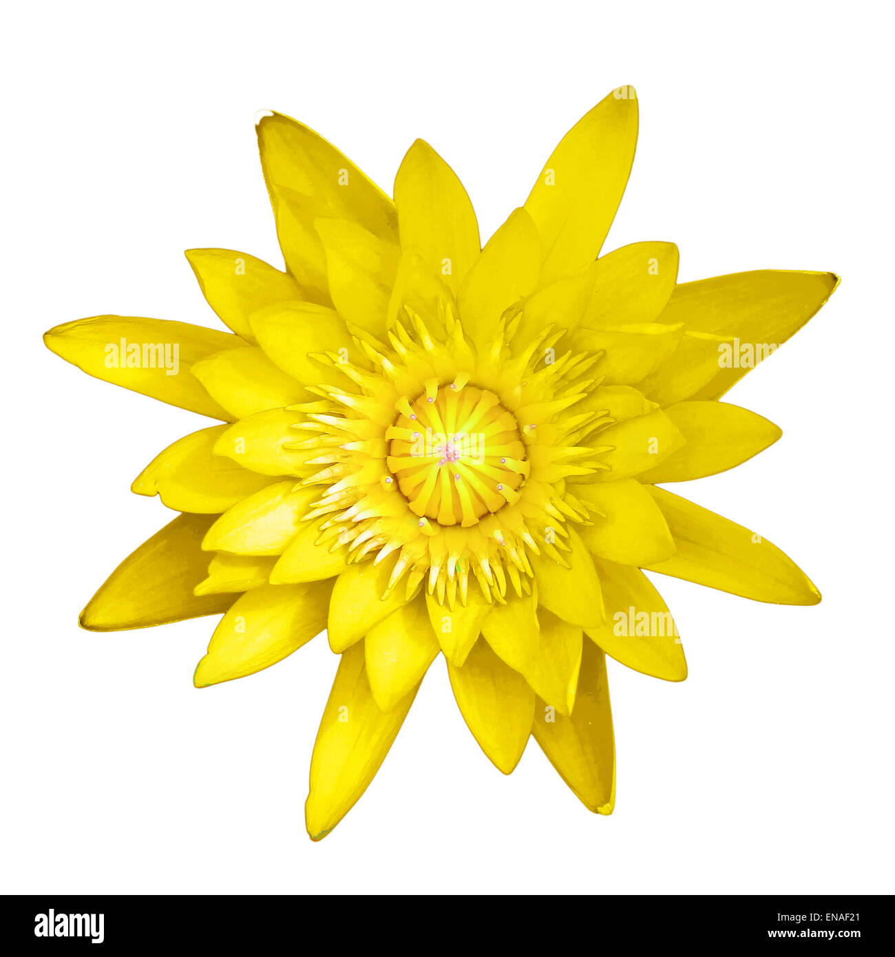 yellow lotus flower isolated on white background Stock Photo - Alamy