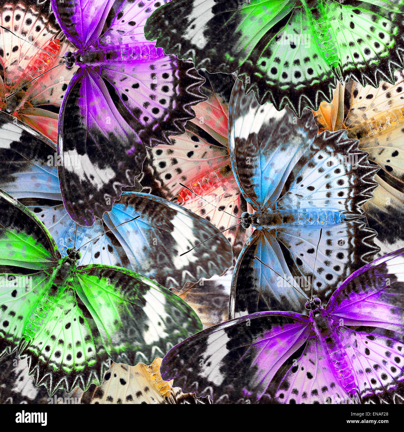 Color butterfly hi-res stock photography and images - Alamy
