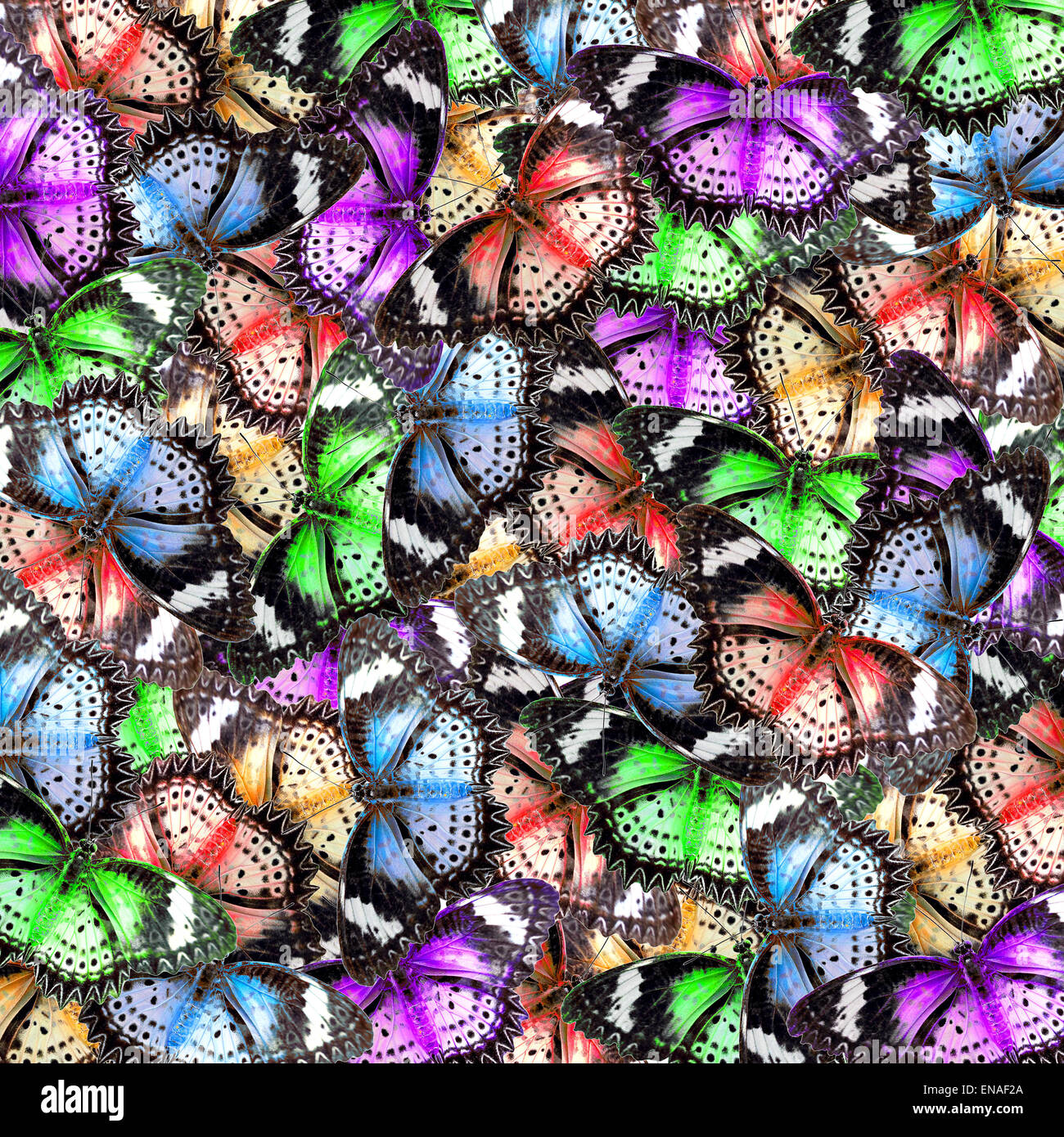 exotic color butterfly as background or texture Stock Photo - Alamy