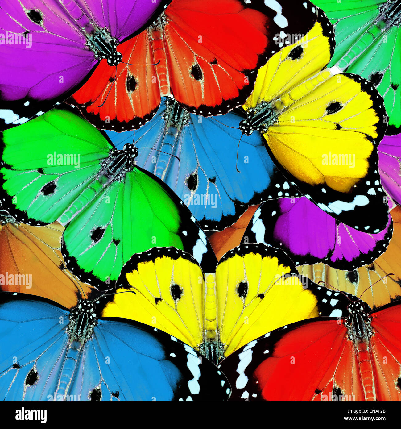 exotic color butterfly as background or texture Stock Photo - Alamy