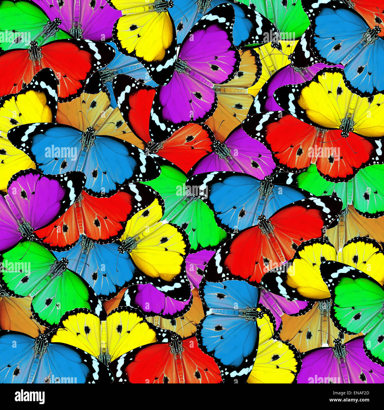 Exotic butterfly species hi-res stock photography and images - Alamy