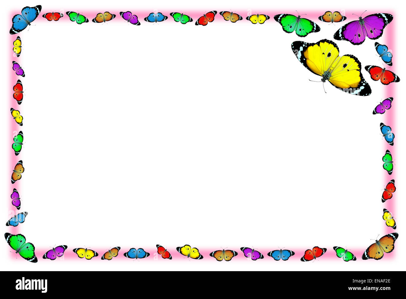 exotic color butterfly frame on white background Stock Photo - Alamy