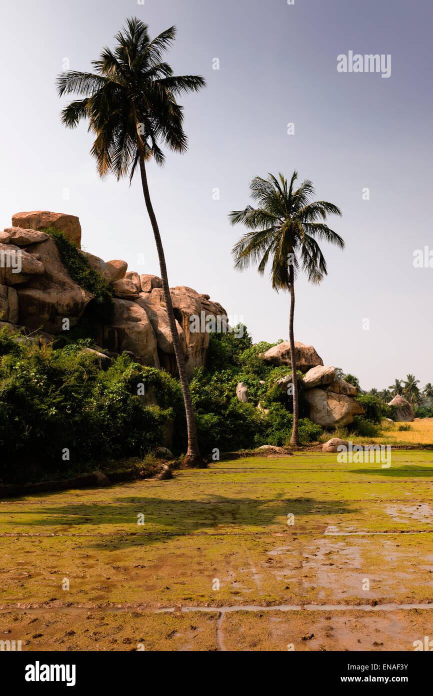 Paddy rice field palm trees hi-res stock photography and images - Alamy