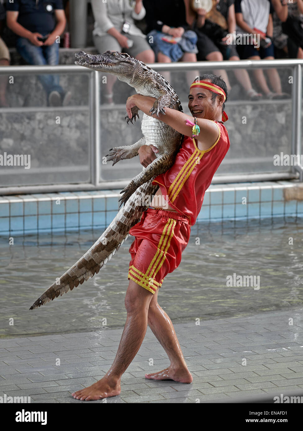 Keeper handling a crocodile at the Pattaya crocodile show Thailand S. E ...